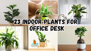 23 Indoor Plants For Office Desk | Table Top Indoor Plants | Office Plants