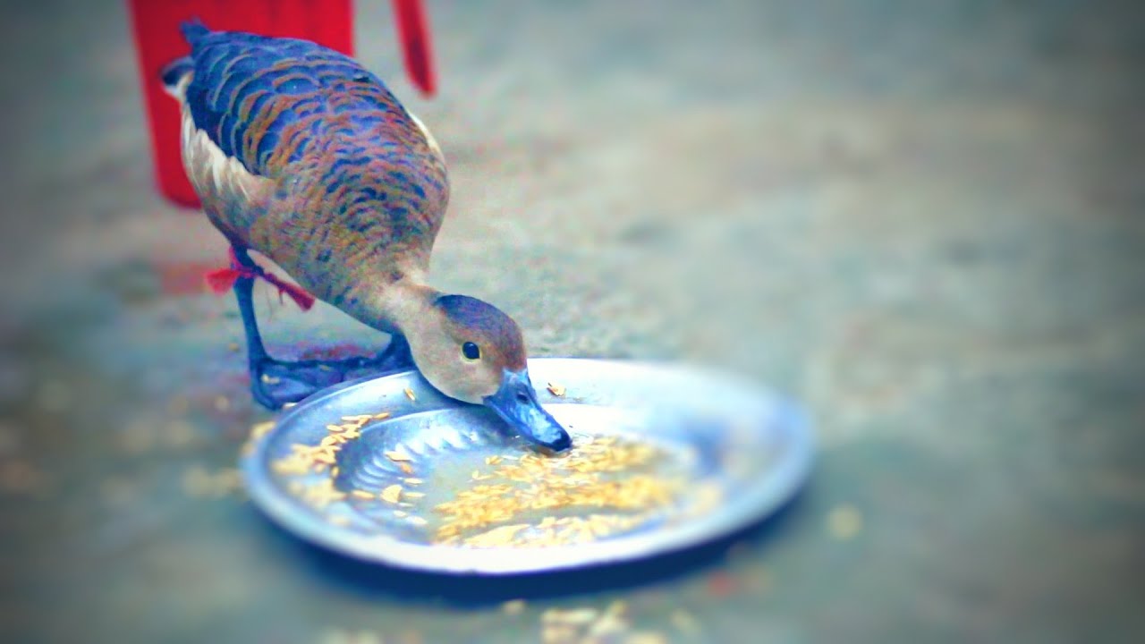 🦆 Bali harsh pakhi 🦢 Sand ducks are eating - YouTube
