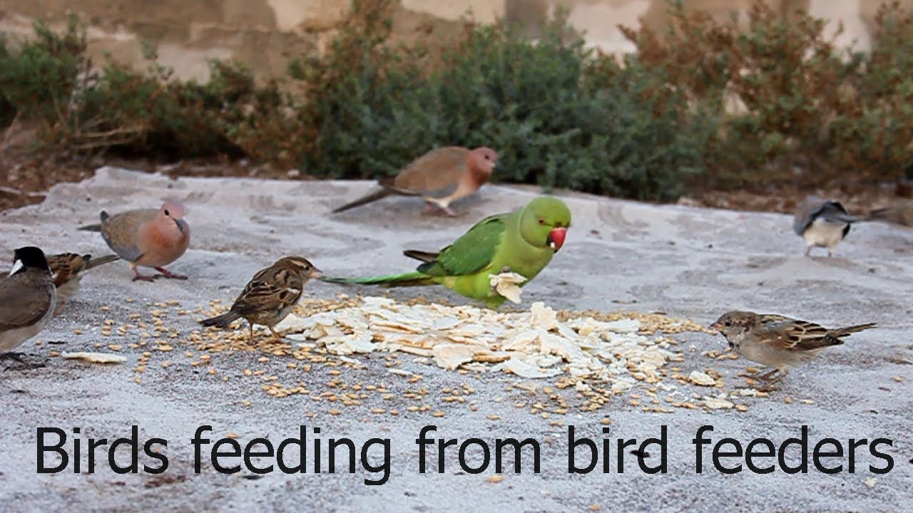 Birds feeding from bird feeders #birds #nature #wildbirds - YouTube