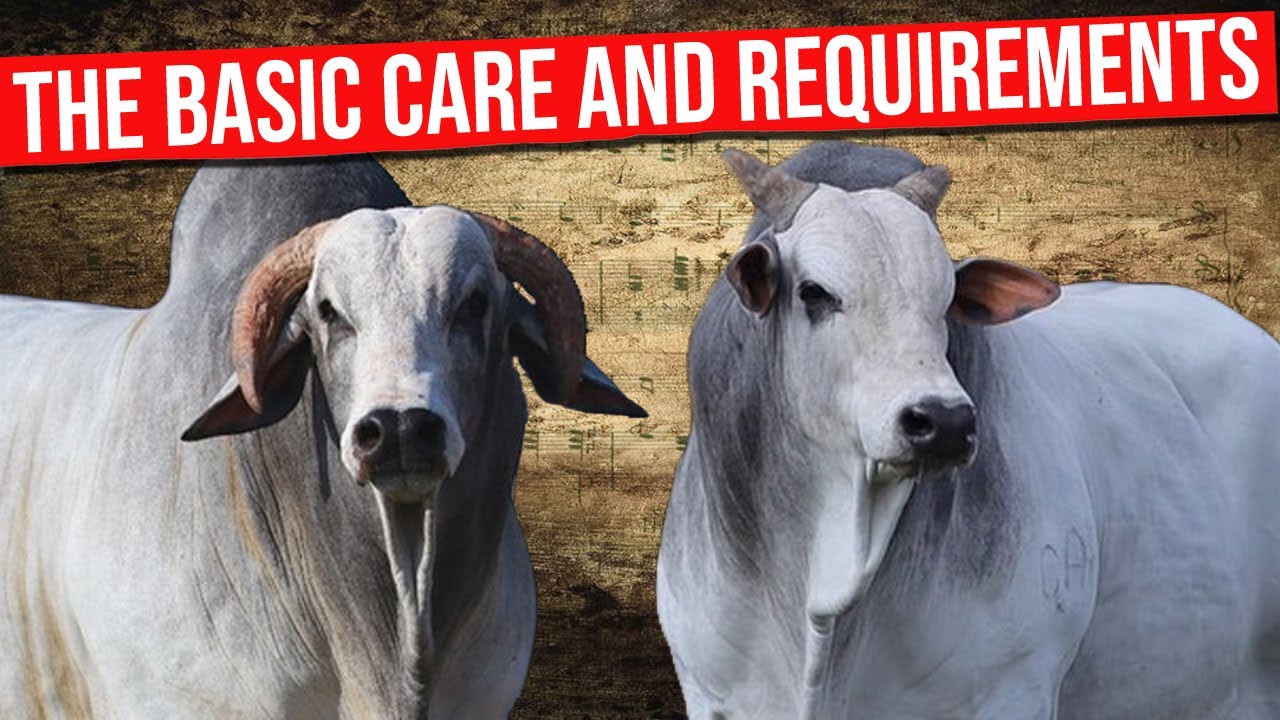 🔴 NELORE CATTLE BREED Basic Care And Requirements For Successful ...