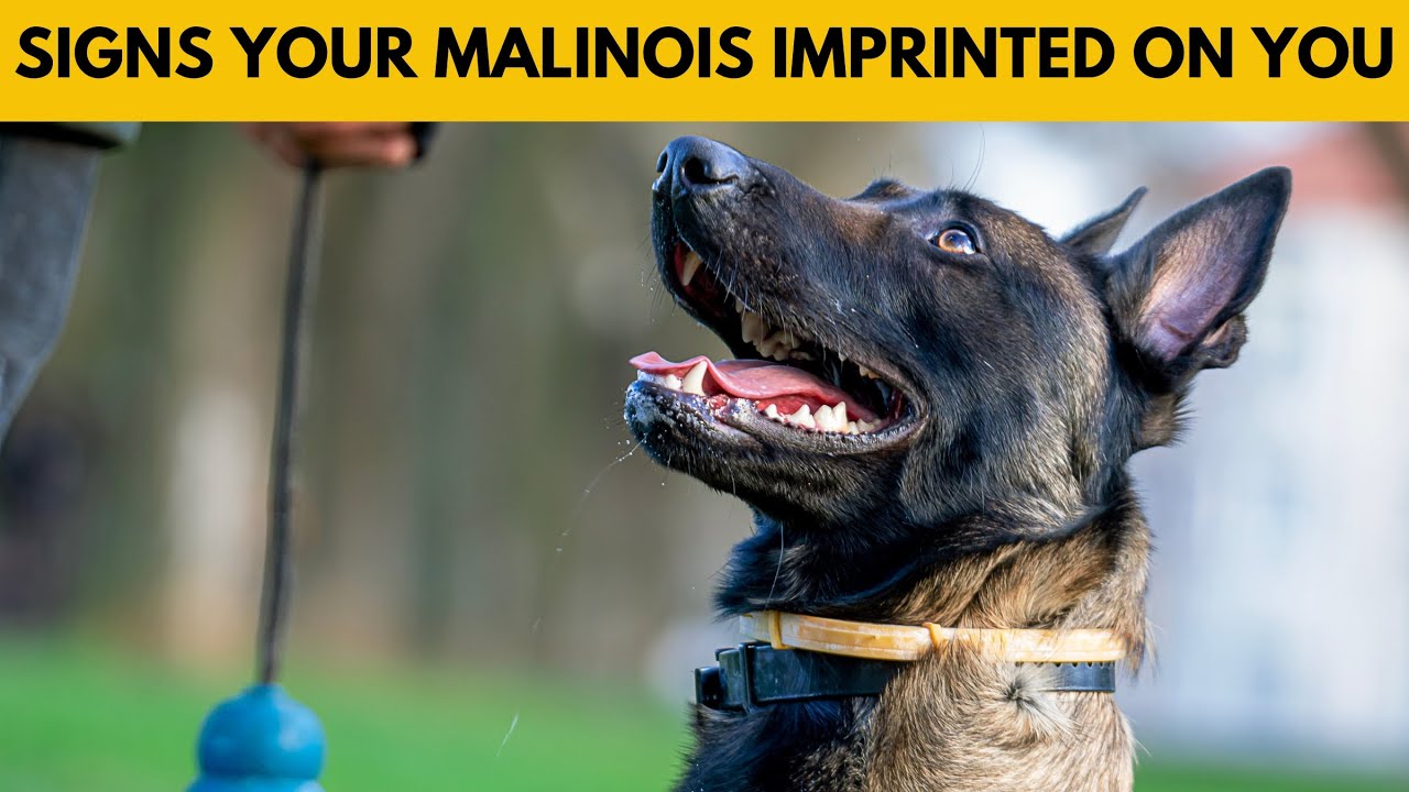 5 Signs Your Belgian Malinois Sees You as Their Parent - YouTube