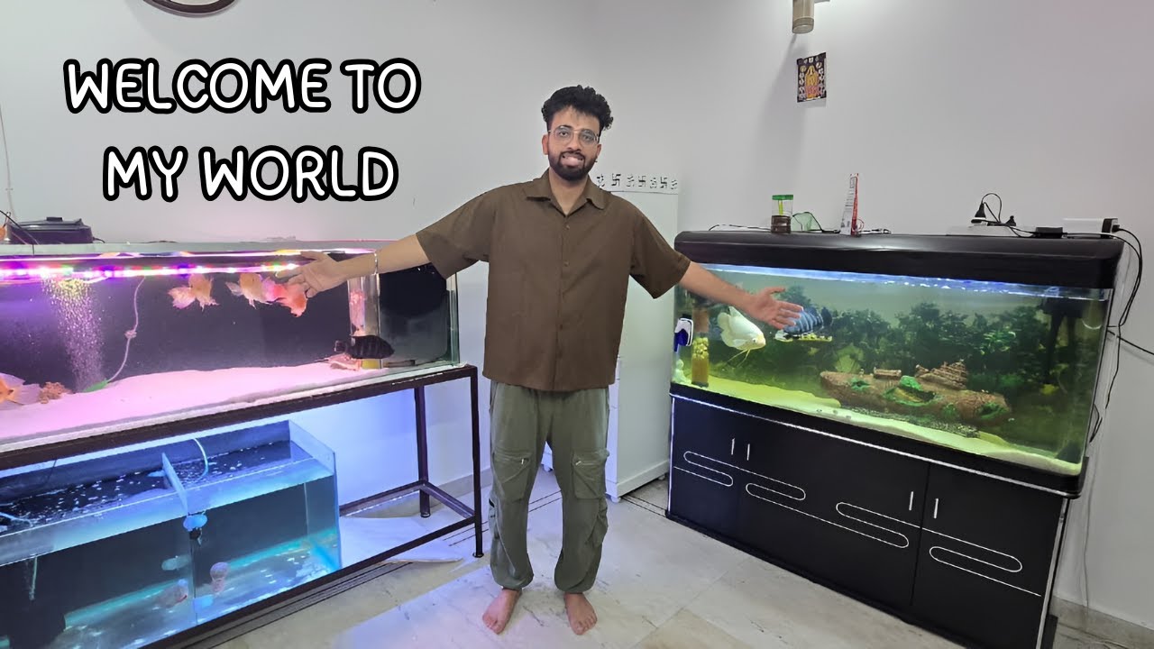 🌊 My Dream Aquarium Room | Full Fish Tank Tour 🐠 - YouTube