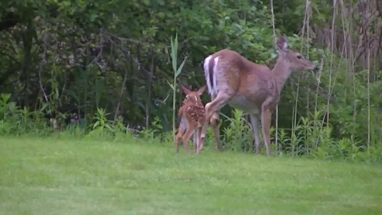 Cute Baby Deer Playing In My Backyard - YouTube