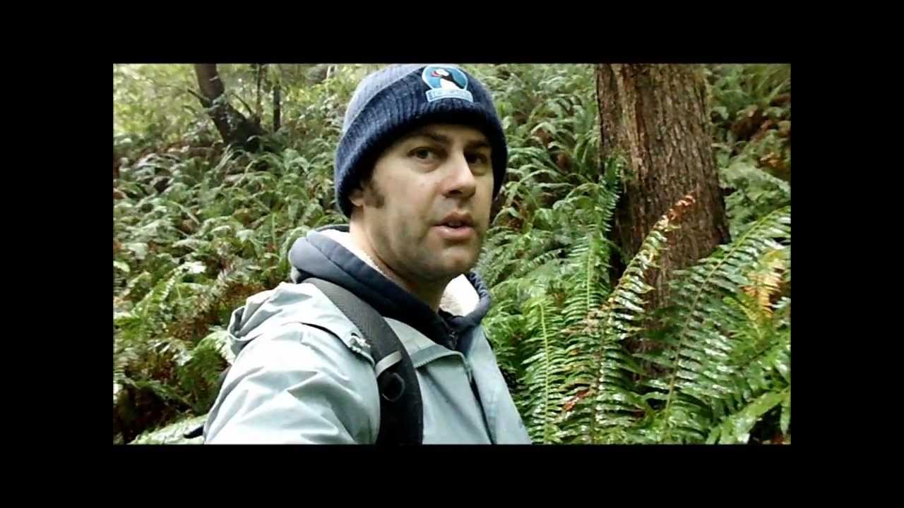 Searching for Helios -- The 2nd Tallest Tree - YouTube