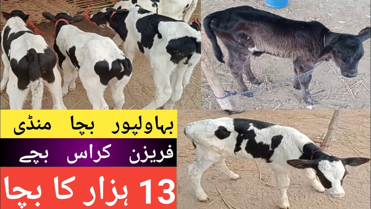 Cute Baby Cow Bachara Farming in pakistan Cow mandi punjab Bahawalpur ...