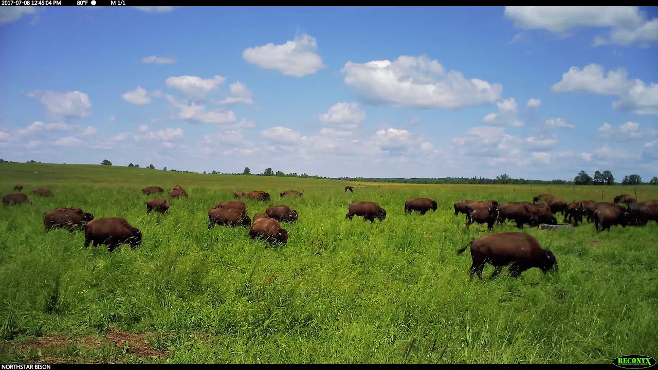 Life of Bison Time Lapse - Full 4K - YouTube