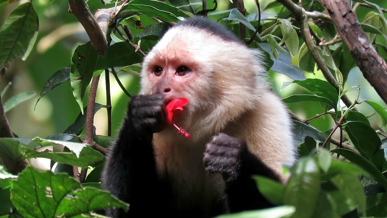 Panamanian White Faced Capuchin Monkeys Feeding on Hibiscus Flowers ...