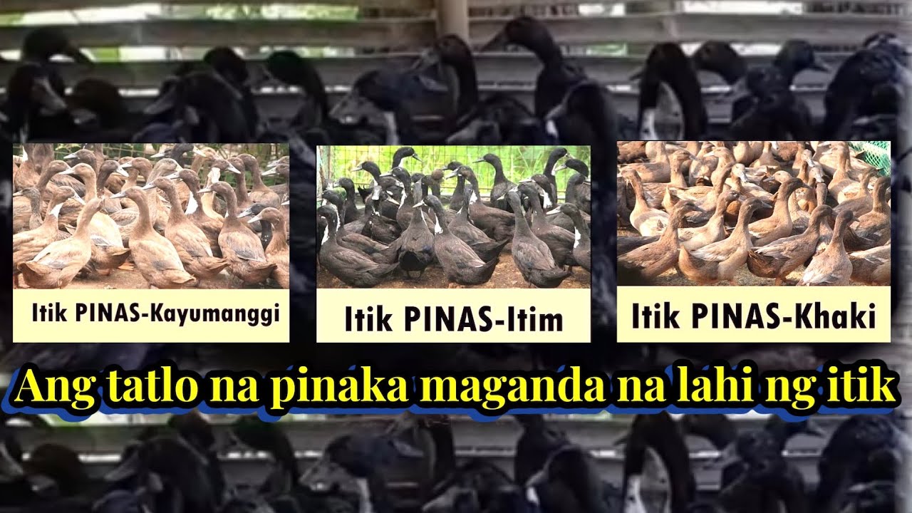 Ang tatlong pinaka magandang lahi ng itik || itik farming ...