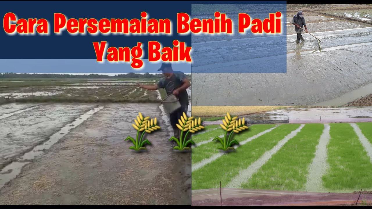 Cara persemaian benih padi yang baik - YouTube