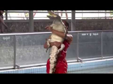 Timsahla dans,Tayland havuz show.