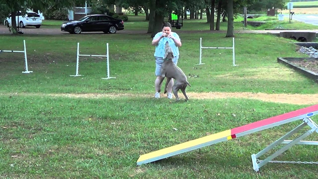 Storm on teeter and walk it board - YouTube