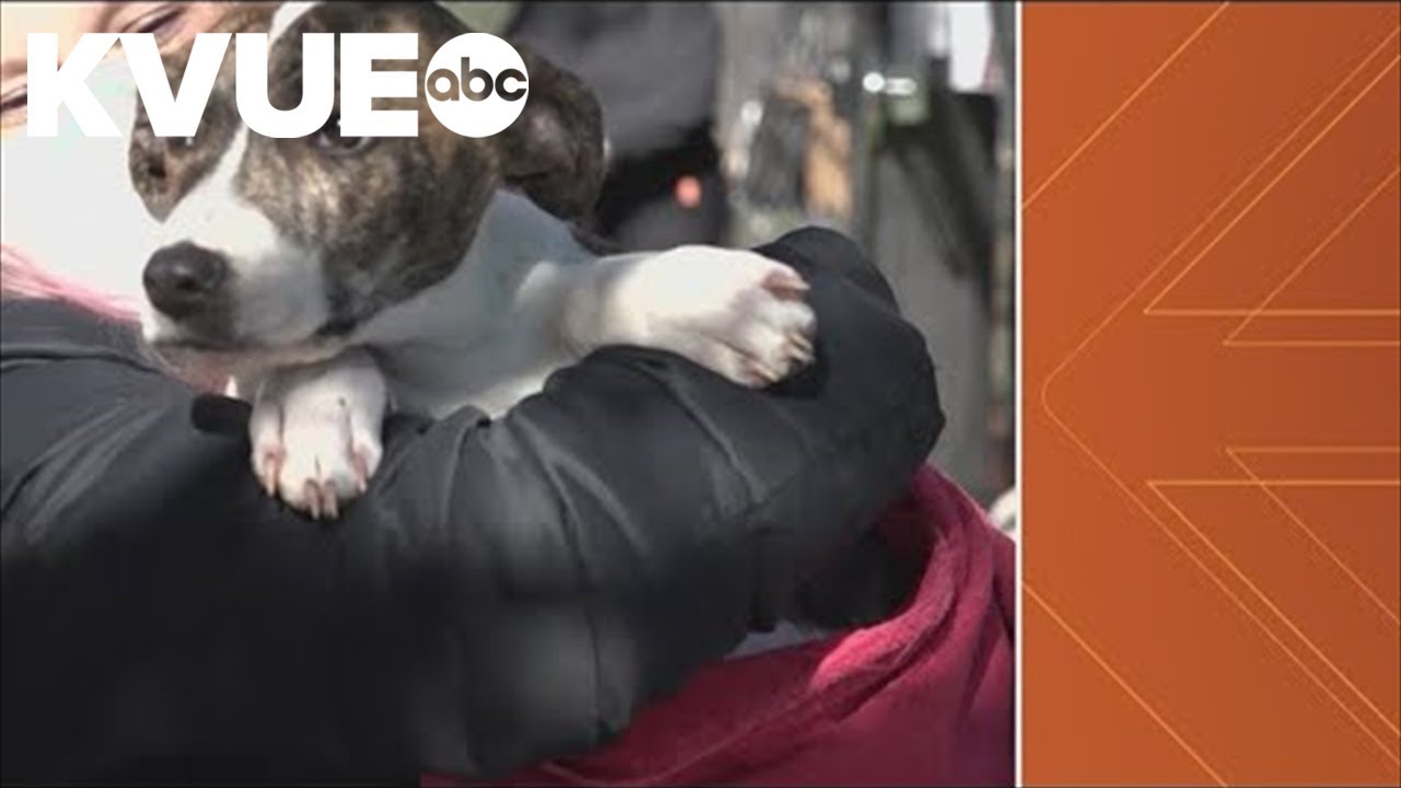 Austin Pets Alive! begins fundraising campaign with $45 million goal ...