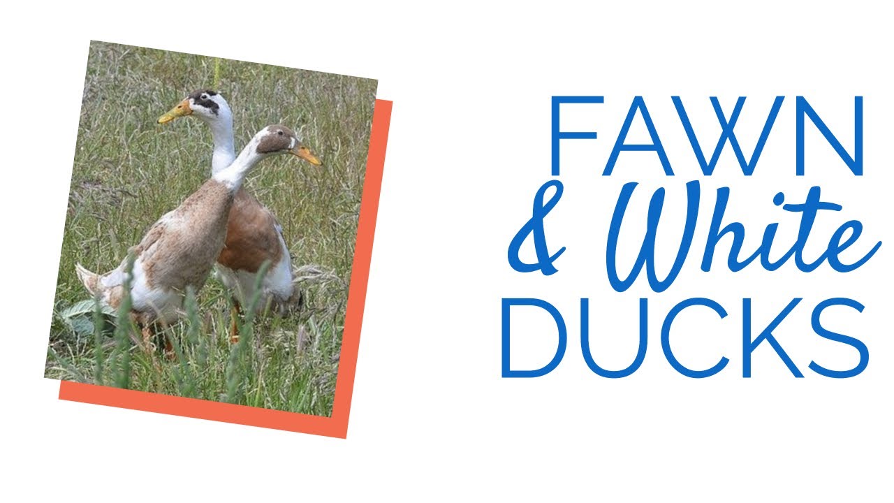 Fawn And White Runner Ducklings