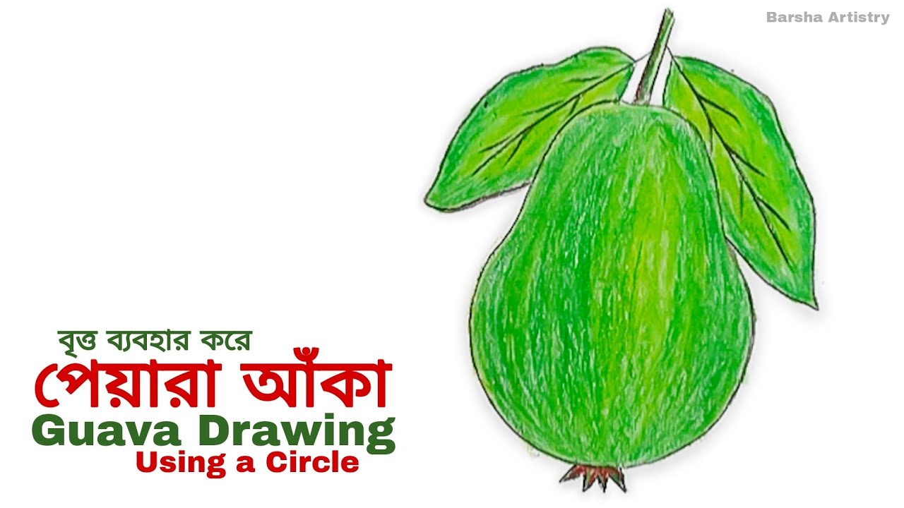 বৃত্ত ব্যবহার করে পেয়ারা আঁকা | Guava Drawing Using a Circle | How to ...