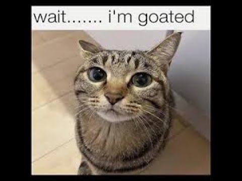 old bird jukes - YouTube