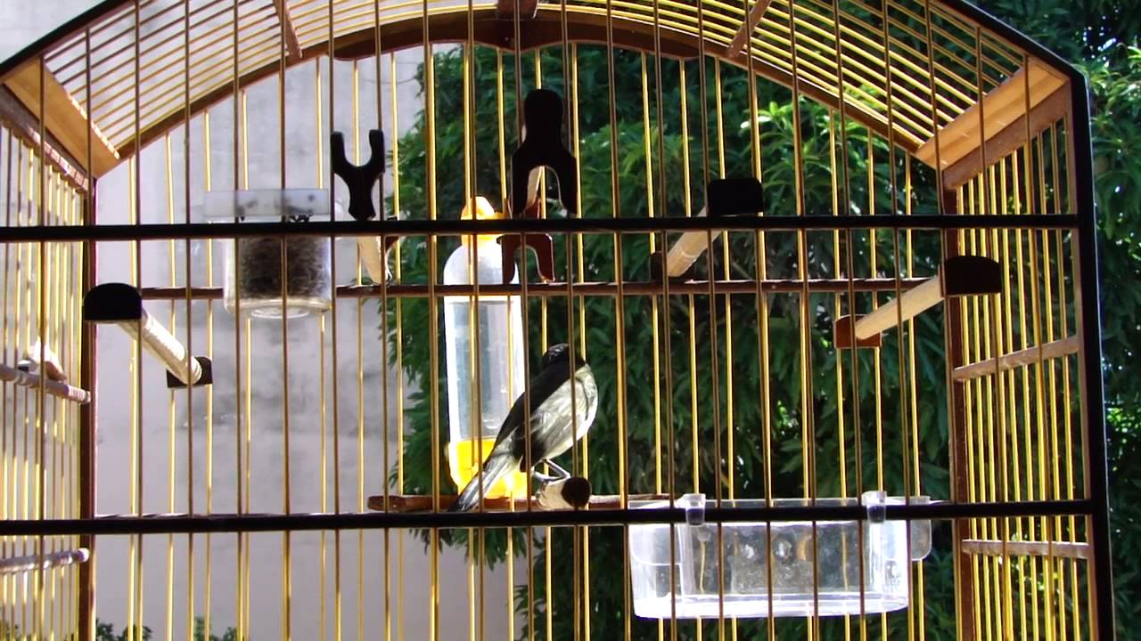 Coleiro Macaco Nova Contratação - YouTube