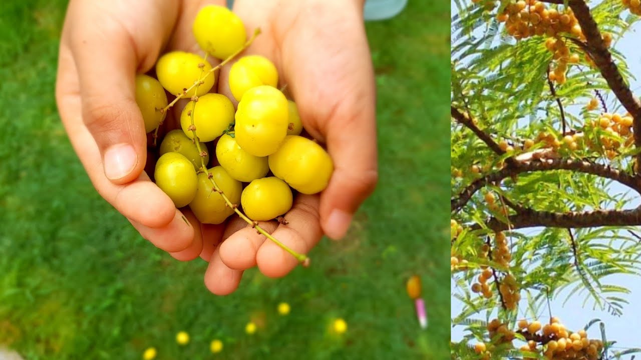 Star Gooseberry/നെല്ലിക്കാപുളി/Phyllanthus acidus/Benefits/Mom & Me ...