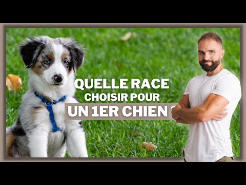 Quelle race choisir pour un 1er chien ?