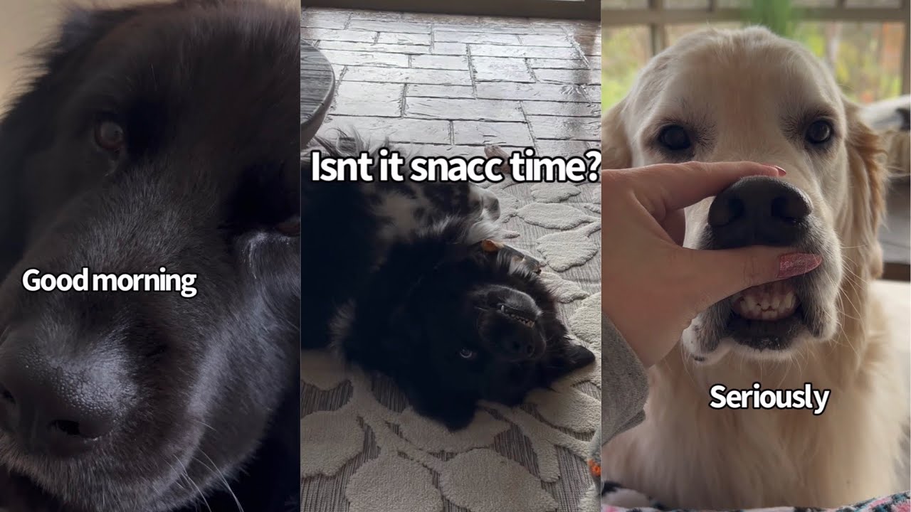 Dogs Morning Shenanigans - YouTube