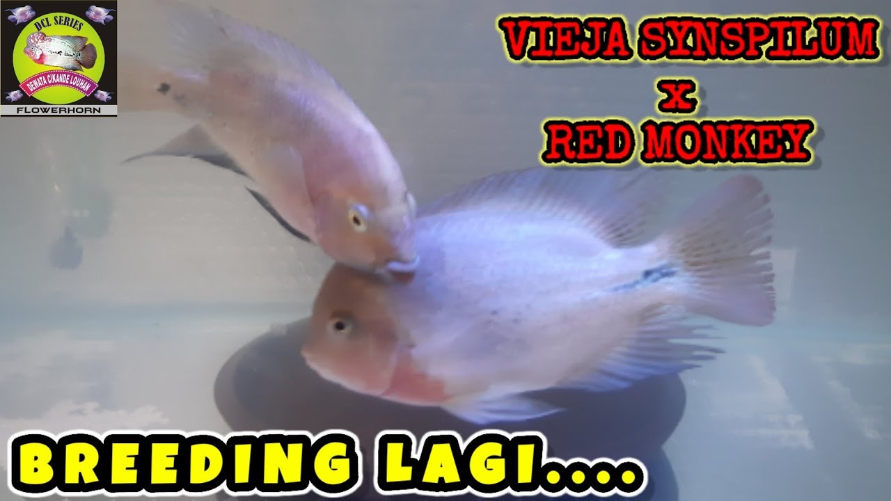 Breeding Red Monkey X Vieja Synspilum | Nenek Moyang Louhan | #2 # ...
