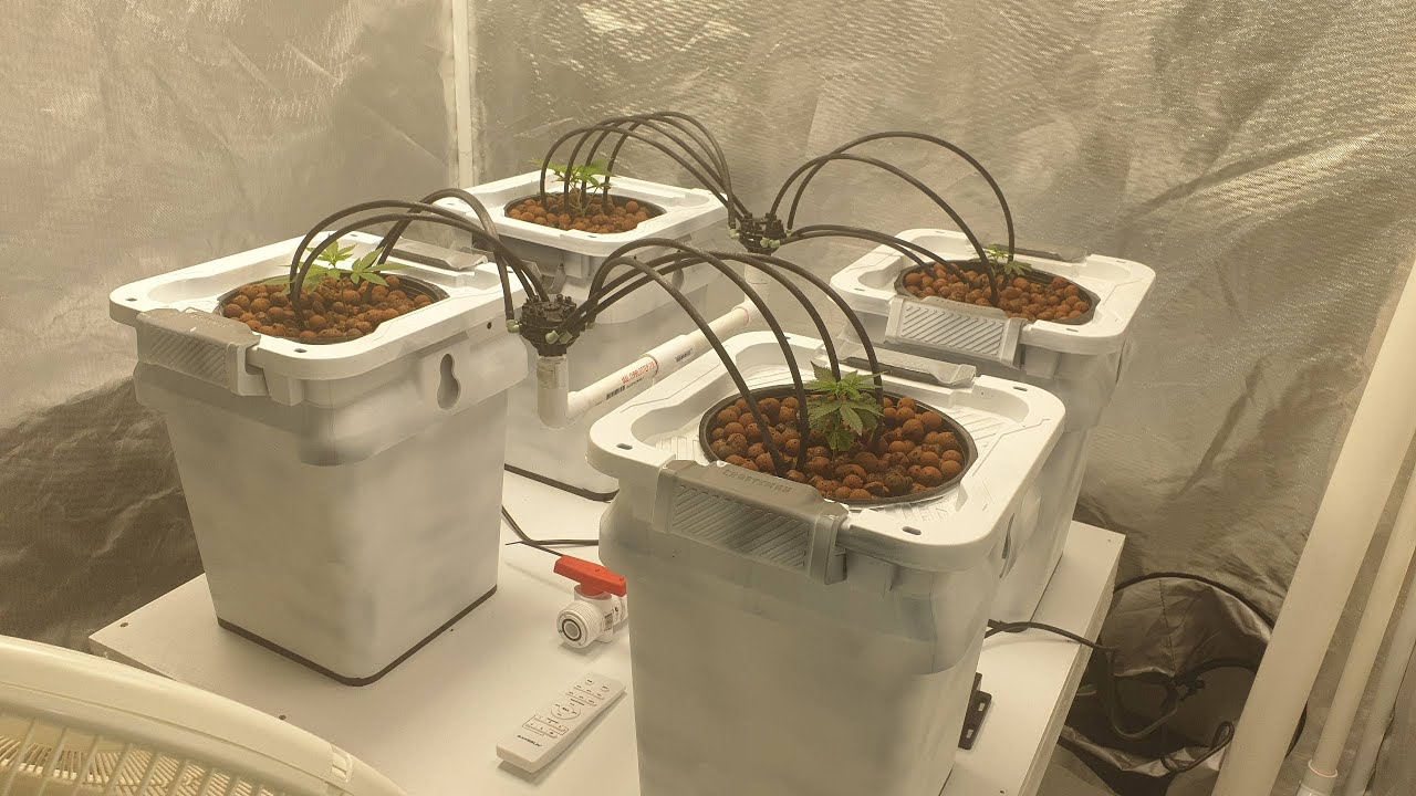 Transplanting Aeroponic Clones to Netpots... and Early Veg System ...