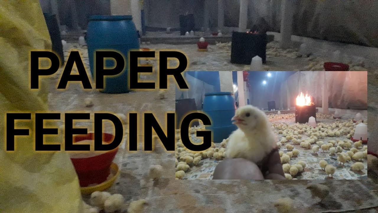 Poultry farm | 4 Days Chicks Paper Feeding Brooding - YouTube