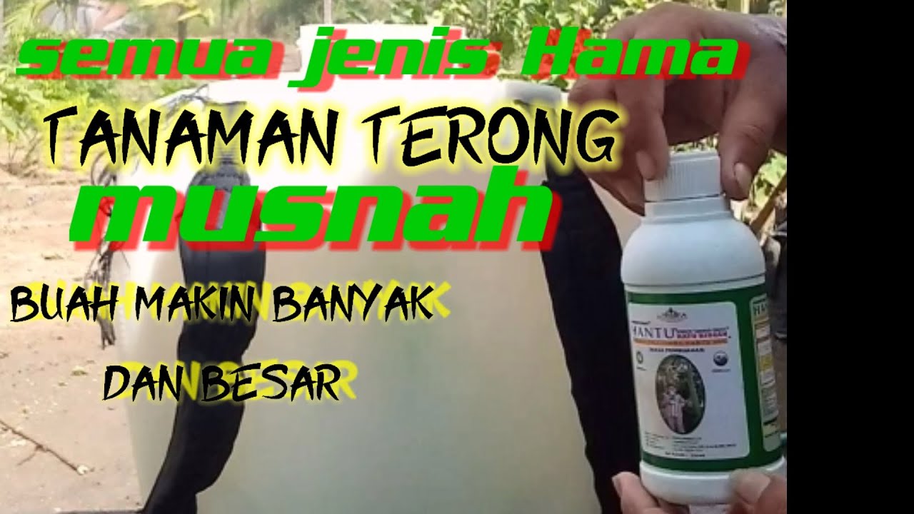 Pengendalian hama tanaman terong sekaligus pemupukan pada tanaman ...