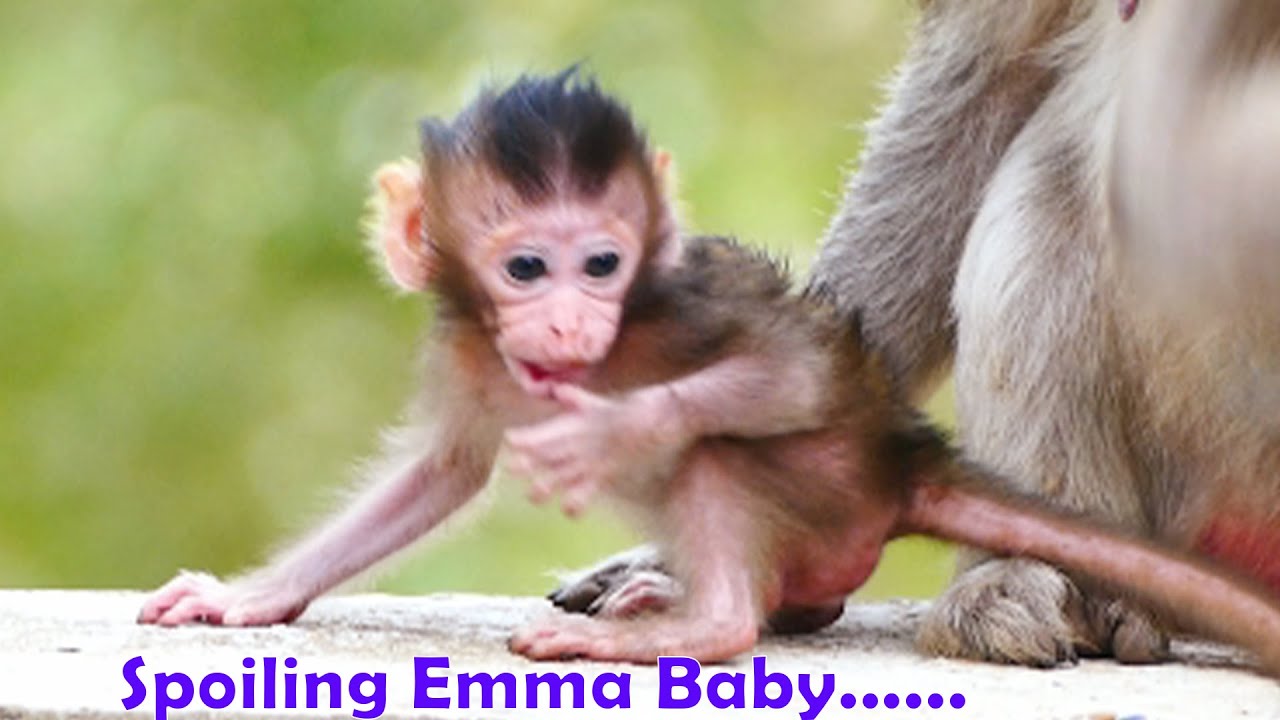 Emma Is Much Luckier Than Her Previous Siblings Monkey That Mom Emila ...