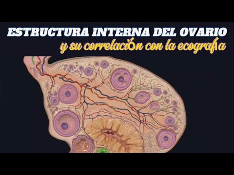 ESTRUCTURA INTERNA DEL OVARIO Y SU CORRELACION CON ECOGRAFIA - YouTube