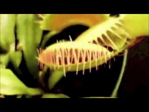 VFT trapping spider - YouTube