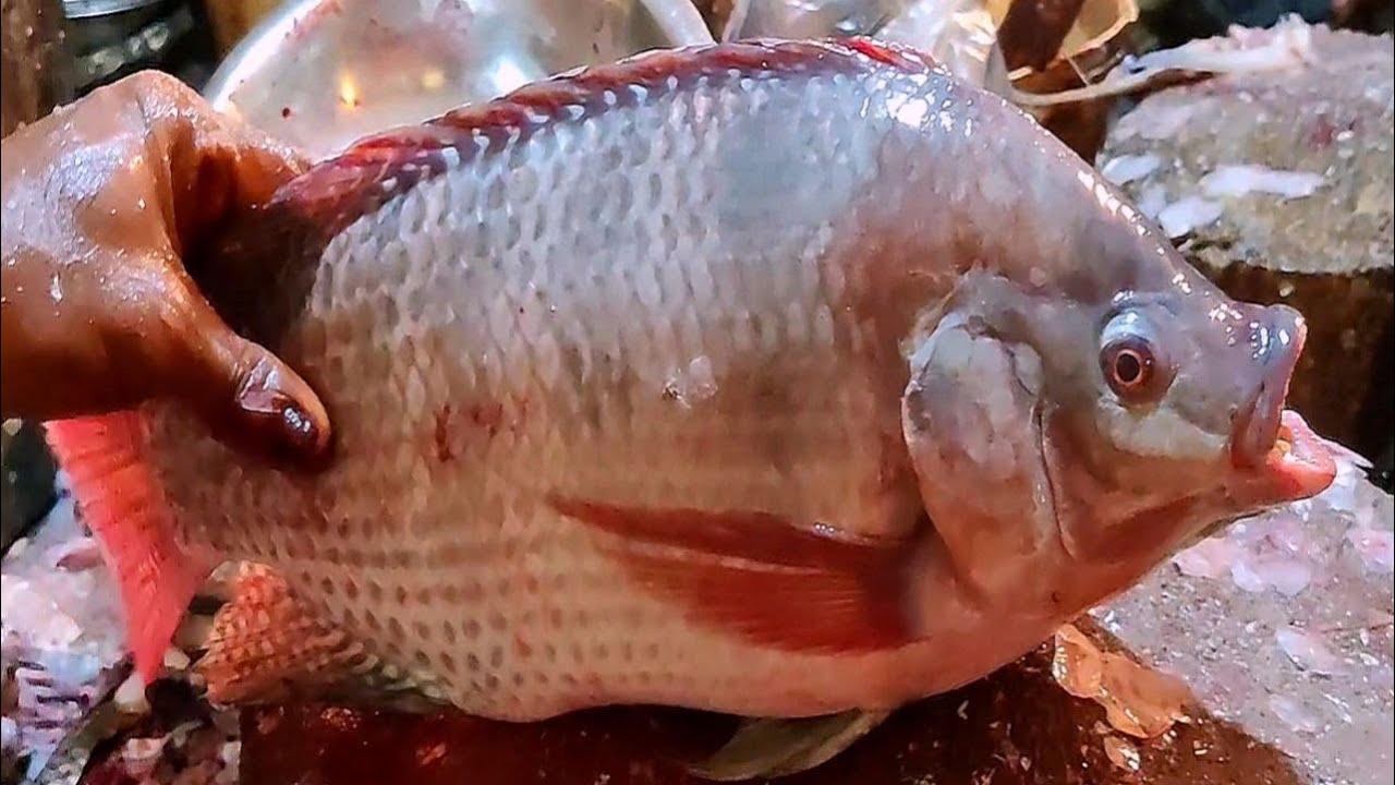 Big Tilapia Fish Cutting and Skinning By A Fish Cutting Expert in Fish ...