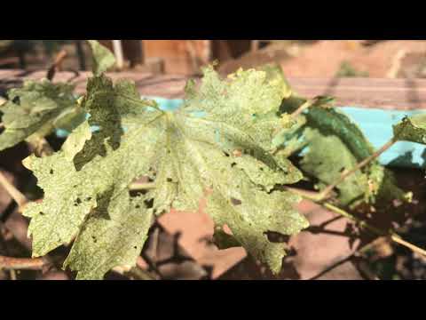 What Eats Grape Leaf Skeletonizer Caterpillars