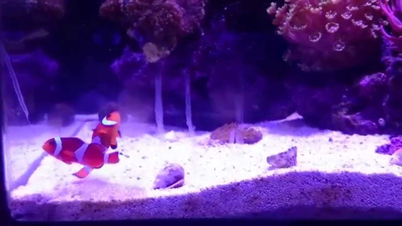 Clownfish Strange Behaviour. Mating, Pairing or Fighting - YouTube