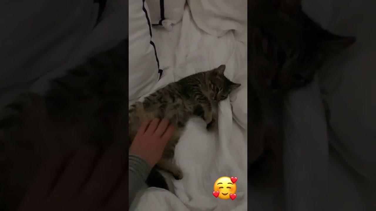 Video of adoptable pet named MERIDA - YouTube