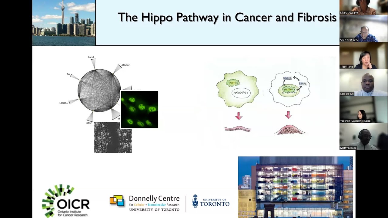 The Hippo Pathway in Cancer and Fibrosis - YouTube
