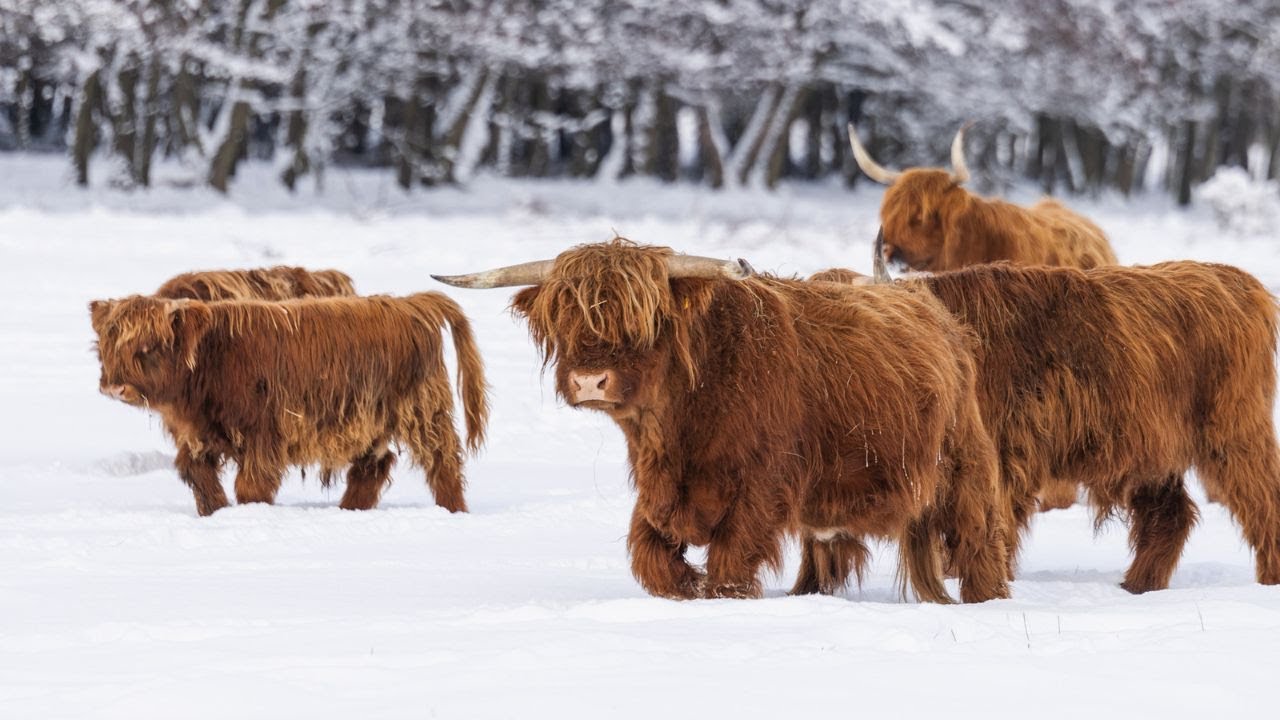 Vlog z farmy #43 Luty 2024 - YouTube