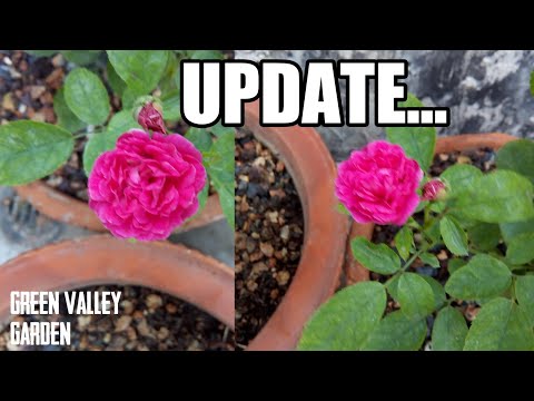 [UPDATE] Roses in Cinder | Roses in cinder Full Guide | Green Valley Garden