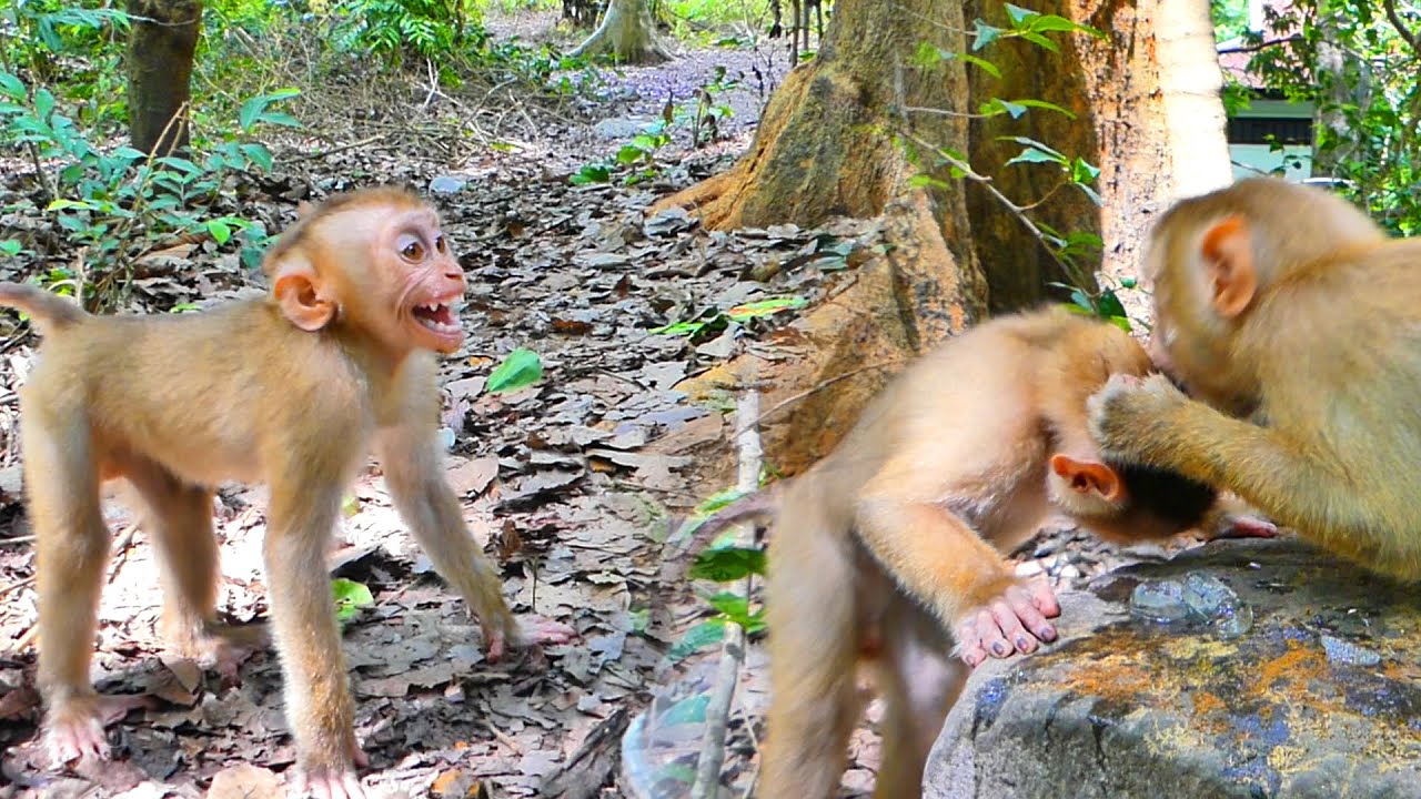 Monkey Leo is very angry with Lucie rejecting him to drink water from ...