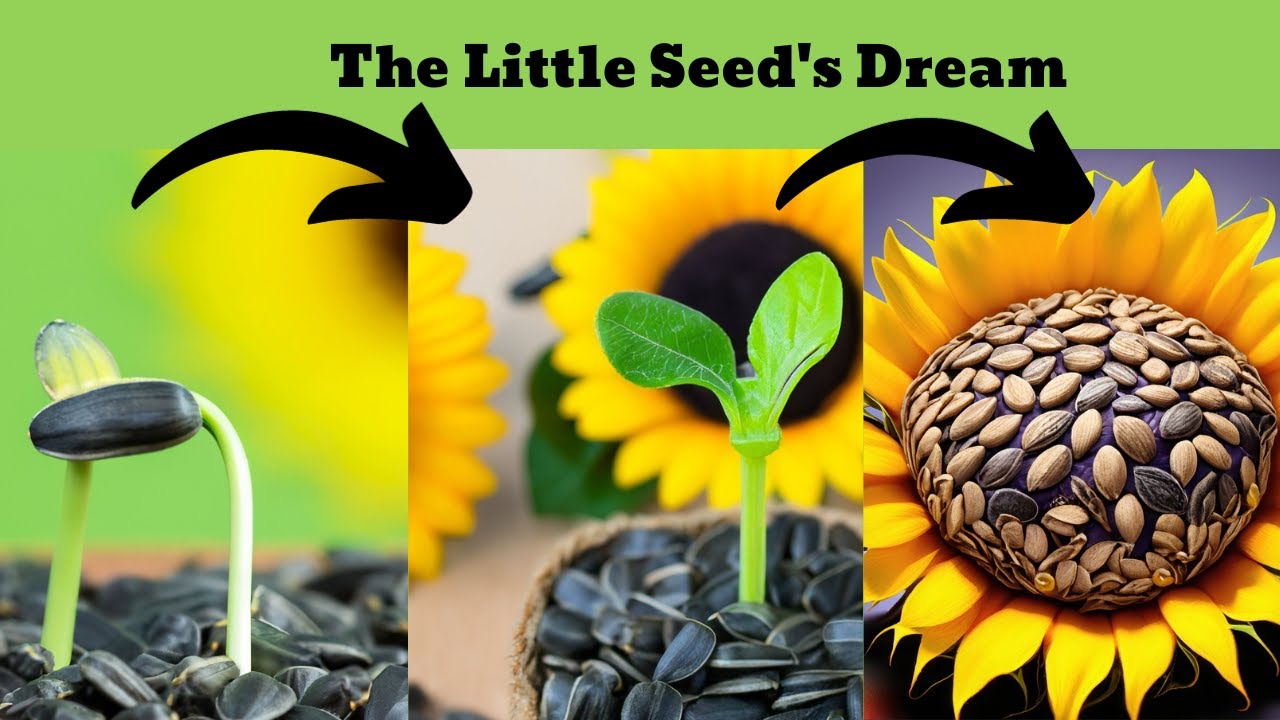The Little Seed's Dream - YouTube