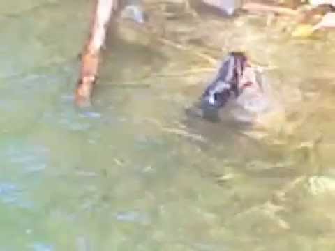 იაგტერიერი ჯეკი - YouTube
