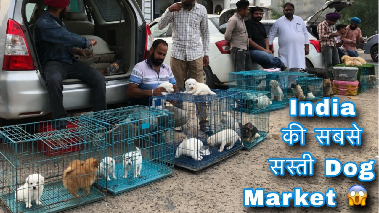 India की सबसे सस्ती Dog Market 😱 ₹2000only 😵‍💫 part,2 #dog #puppy - YouTube