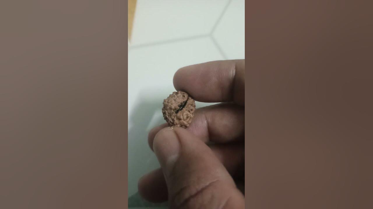 14 mukhi#Java#rudraksha#original#viral#certified#trending#shorts - YouTube 14 mukhi#Java#rudraksha#original#viral#certified#trending#shorts - YouTube