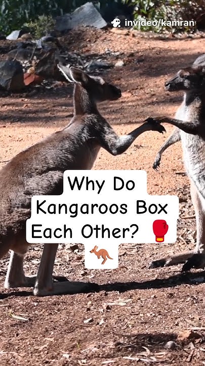 Why Do Kangaroos Box Each Other? 🥊🦘#kangaroos #shorts - YouTube