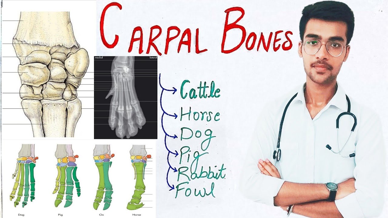 Radial and Intermediate Carpal bones || Cattle, Horse, Dog, Pig, Rabbit ...