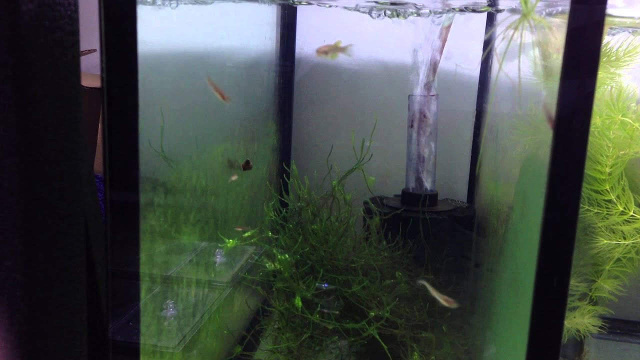 Killifish fry tanks - YouTube