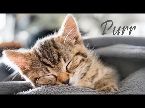 Kitten Purring Sound Effect - YouTube
