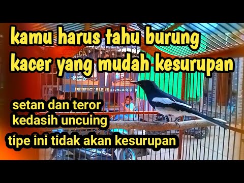 ciri burung kacer yang kesurupan suara burung kedasih burung uncuing ...