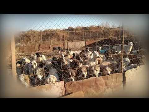 Aşgabadyň köçelerinde awlanan idegsiz itler nirä barýar?
