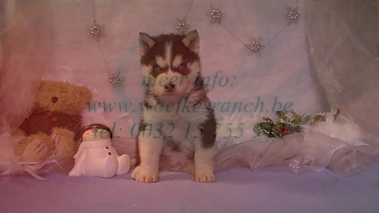 husky pups te koop, geboren 6 november 2012, woefkesranch - YouTube