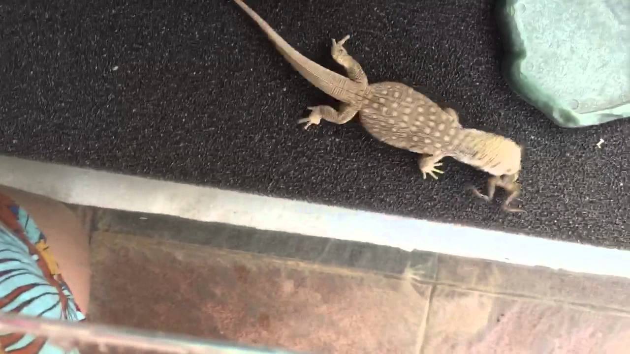 New Savannah Monitor Enclosure - YouTube
